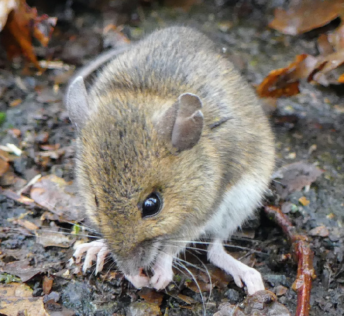 Wood Mouse :: Wild Surrey