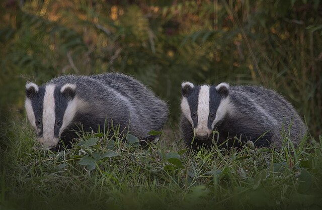 Badger :: Wild Surrey
